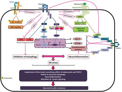 Frontiers | Molecular Mechanisms Underlying Obesity-Induced Hypothalamic Inflammation and ...